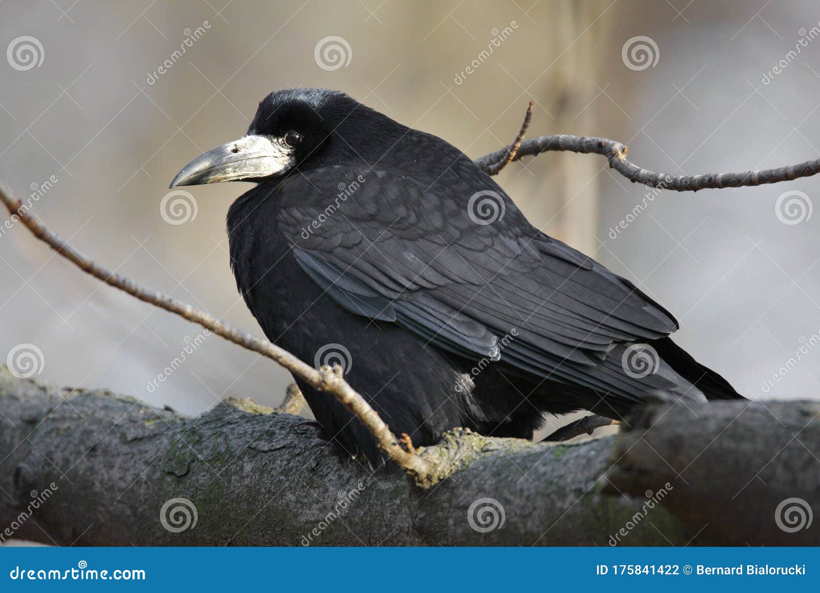 Single Rook Bird on a Tree Branch during a Spring Nesting Period Stock ...