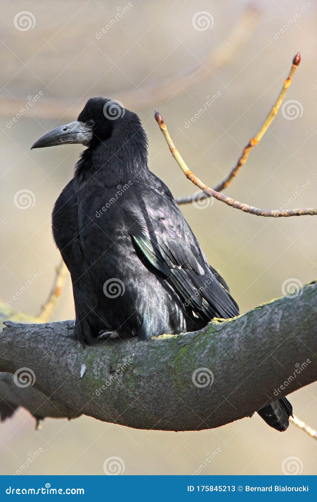 Single Rook Bird on a Tree Branch during a Spring Nesting Period Stock ...