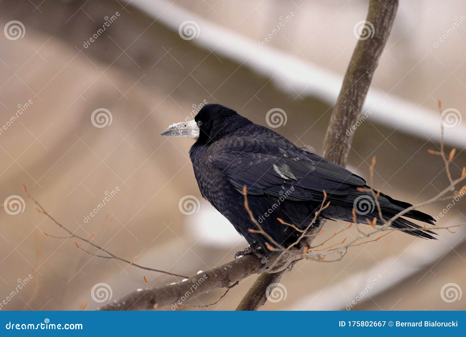 Single Rook Bird on a Tree Branch during a Spring Nesting Period Stock ...