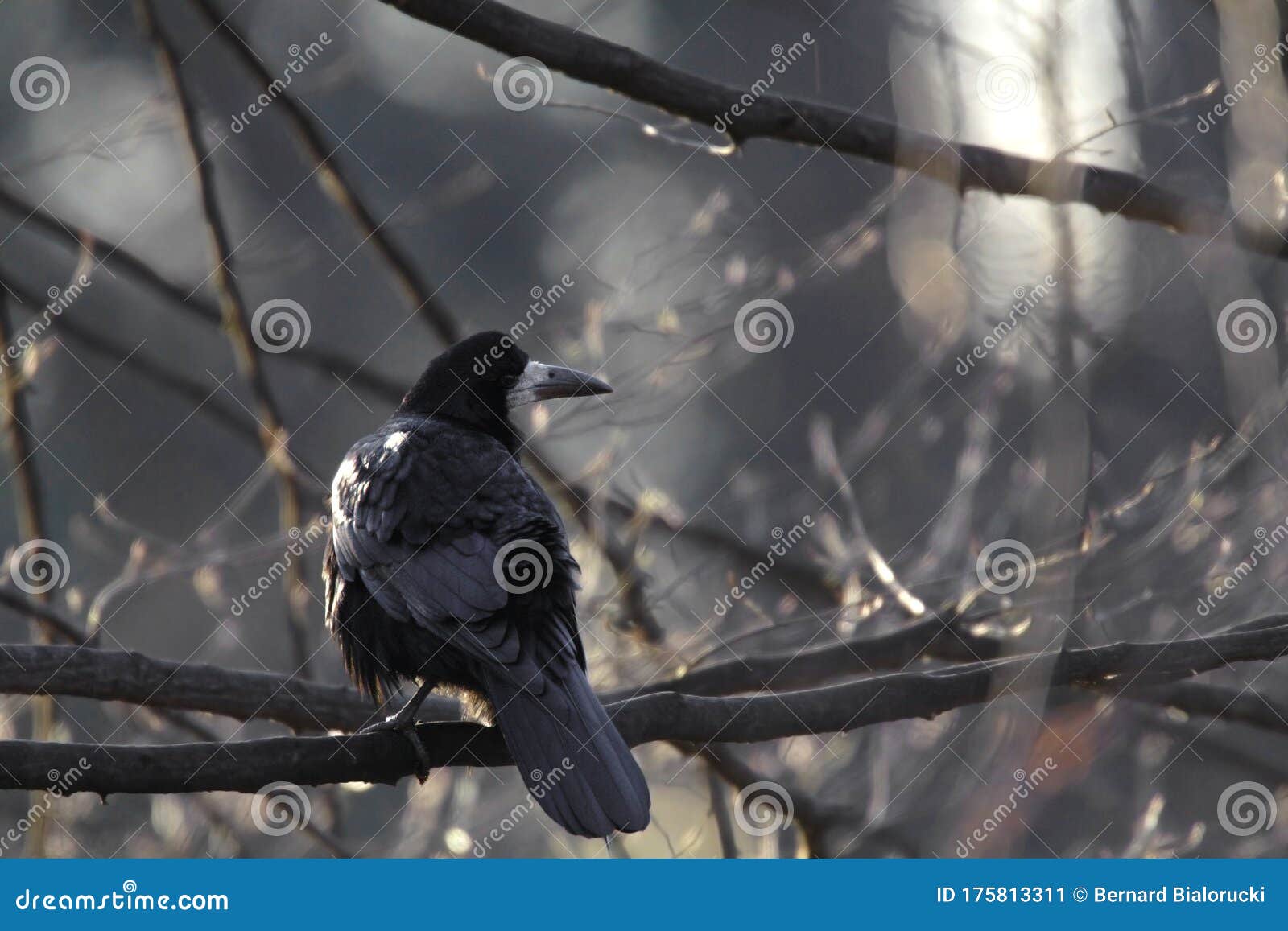 Single Rook Bird on a Tree Branch during a Spring Nesting Period Stock ...