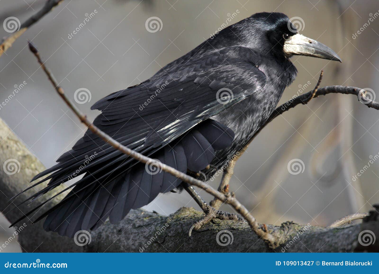 Single Rook Bird on a Tree Branch in Spring Nesting Season Stock Image ...
