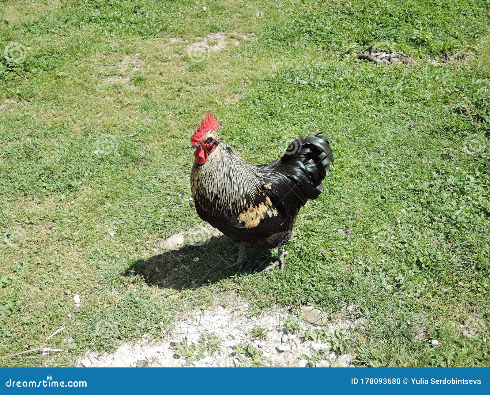 Single Rooster Alert and Looking Around in Summer Stock Photo - Image ...