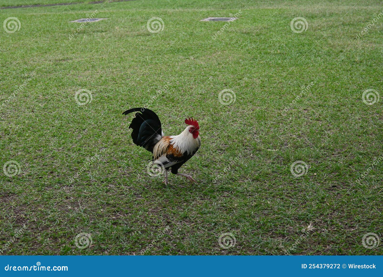 Single Rooster Walking in the Meadow on the Farm Stock Photo - Image of ...