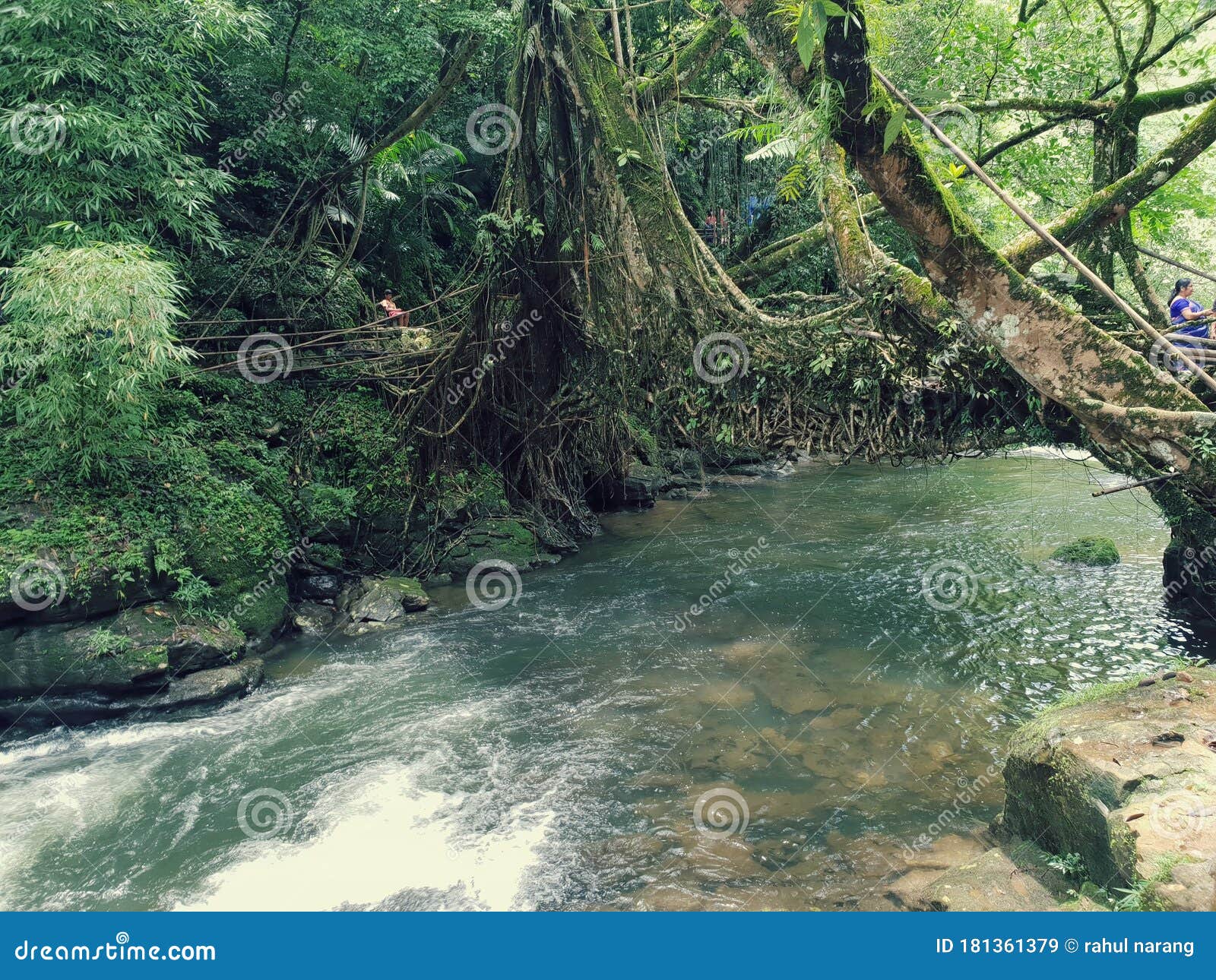 The Single Root Bridge at Mavyalong in Manipur in India Stock Image ...