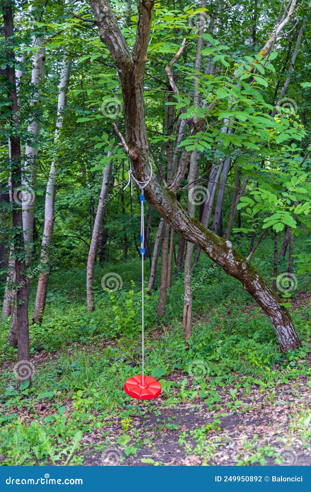 Single Rope Tree Swing stock photo. Image of single - 249950892