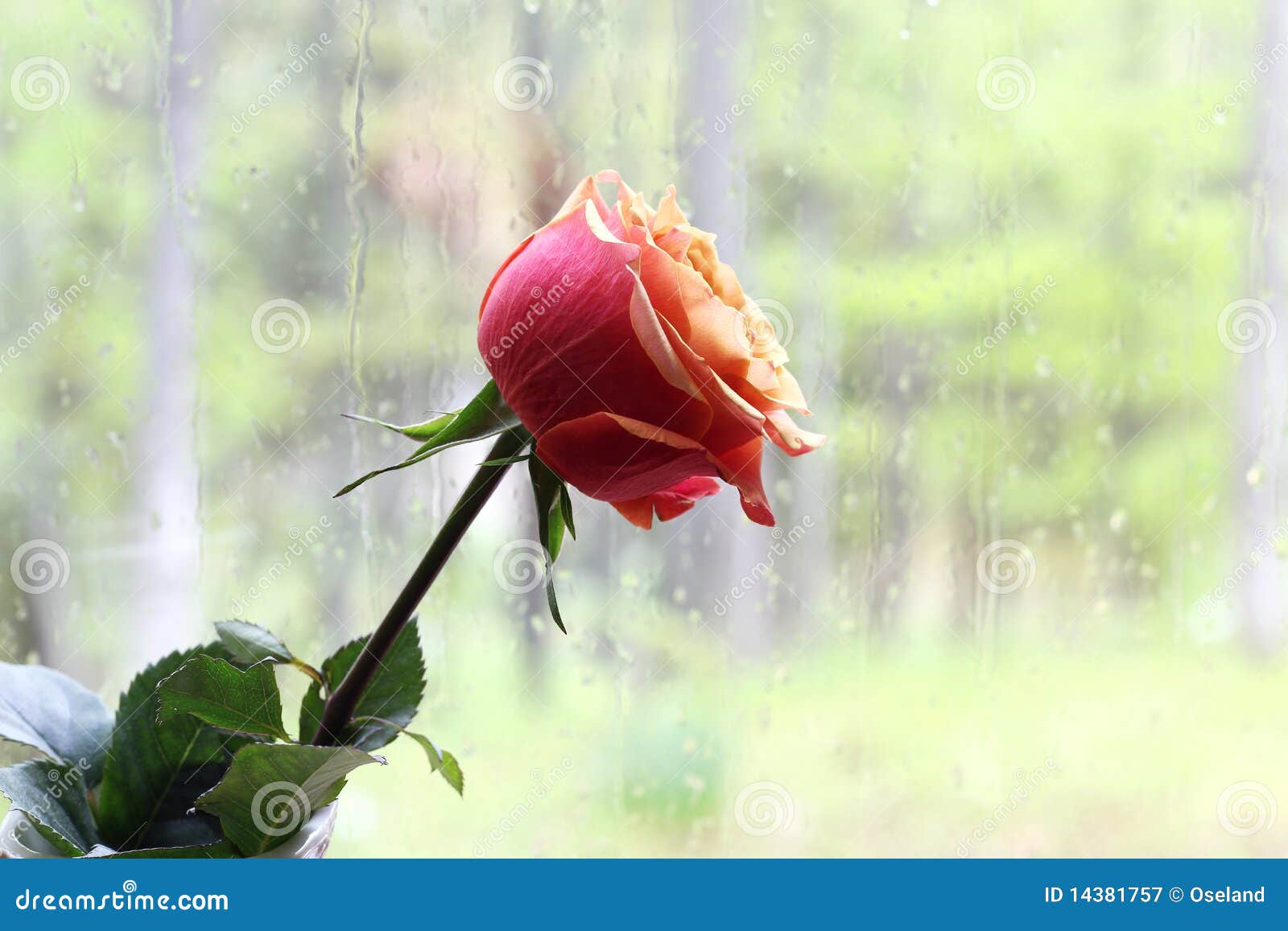 Single Rose stock image. Image of rain, glass, sill, streaked - 14381757