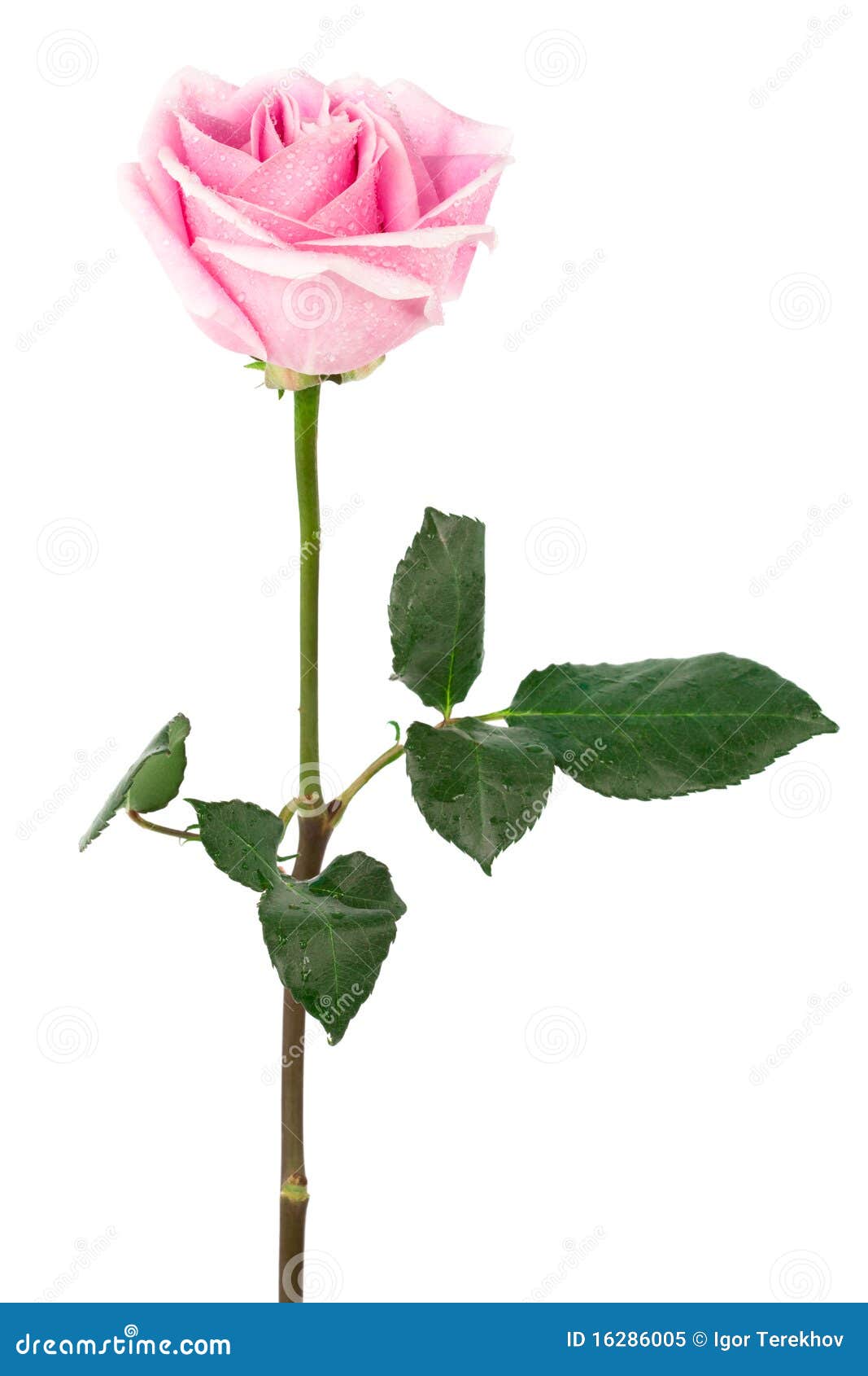 Single rose stock image. Image of gift, rose, flower - 16286005