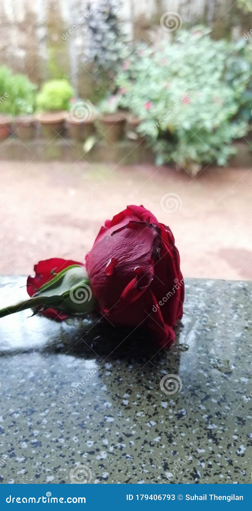 The single rose stock image. Image of single, blossom - 179406793