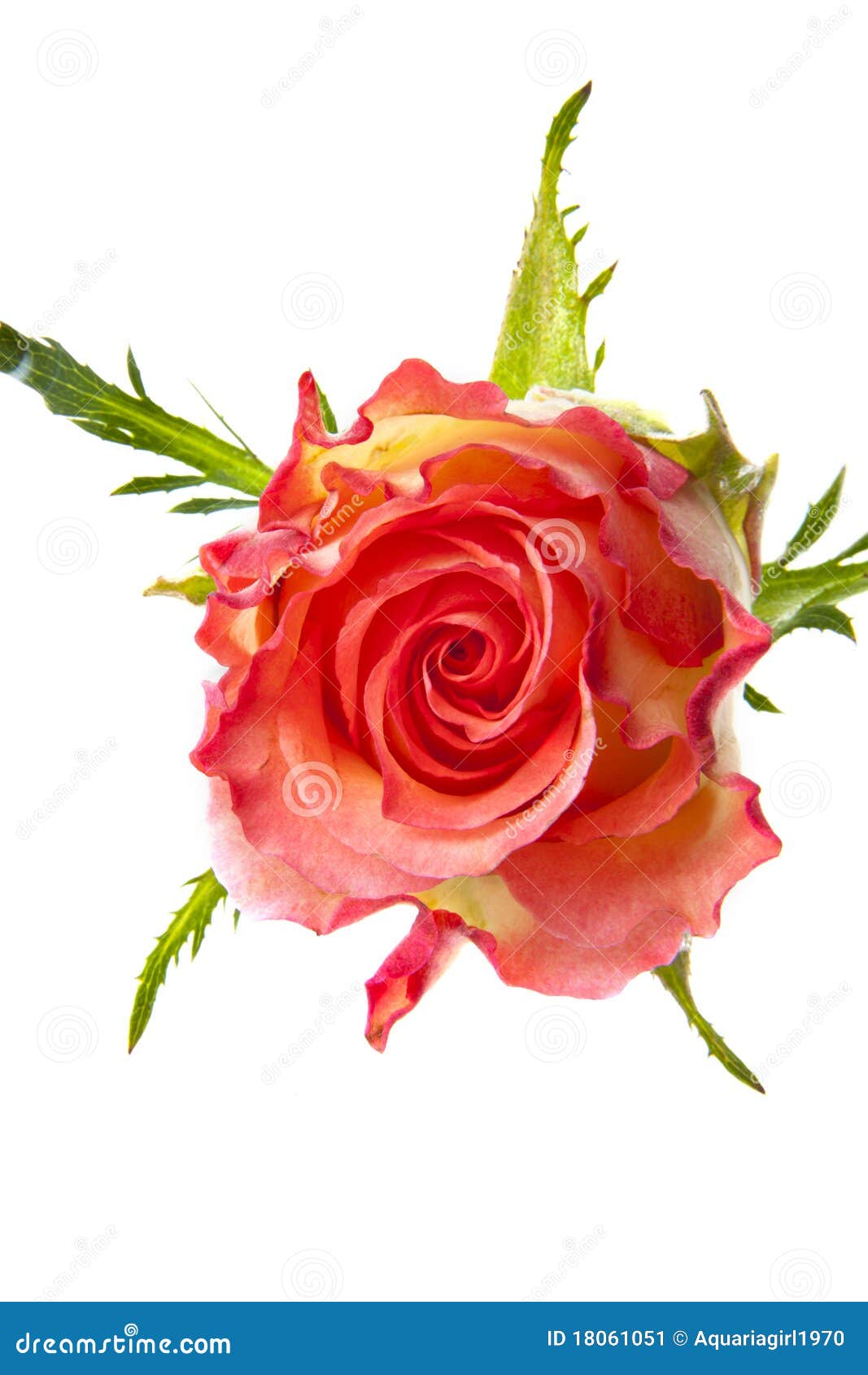 Single rose stock image. Image of macro, beautiful, nature - 18061051