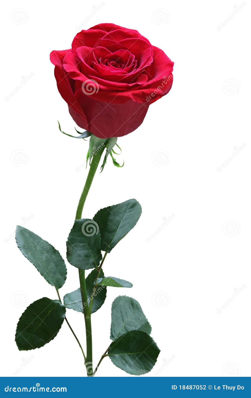 Single Rose stock photo. Image of macro, flower, isolated - 18487052