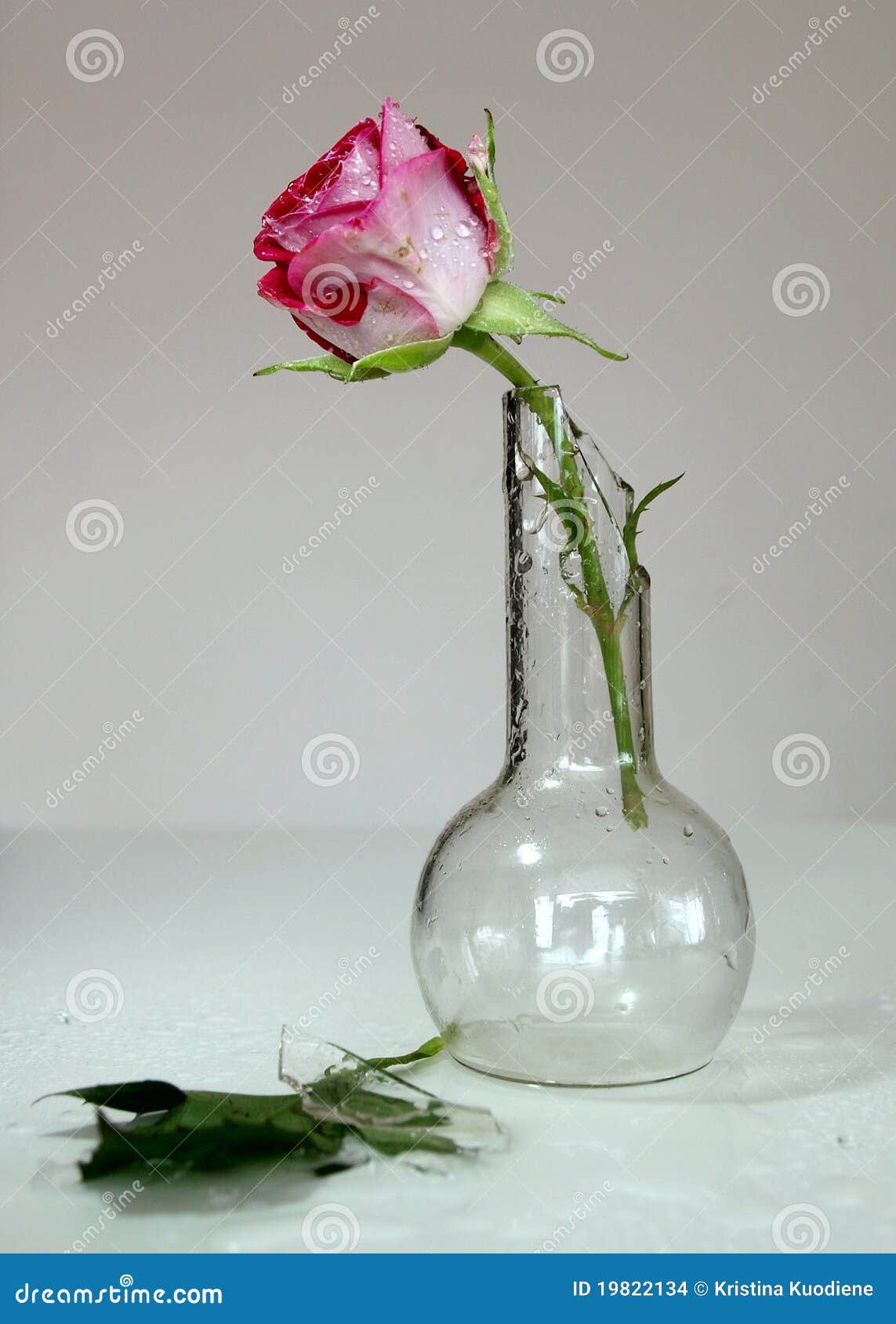 Single rose stock photo. Image of anniversary, fresh - 19822134