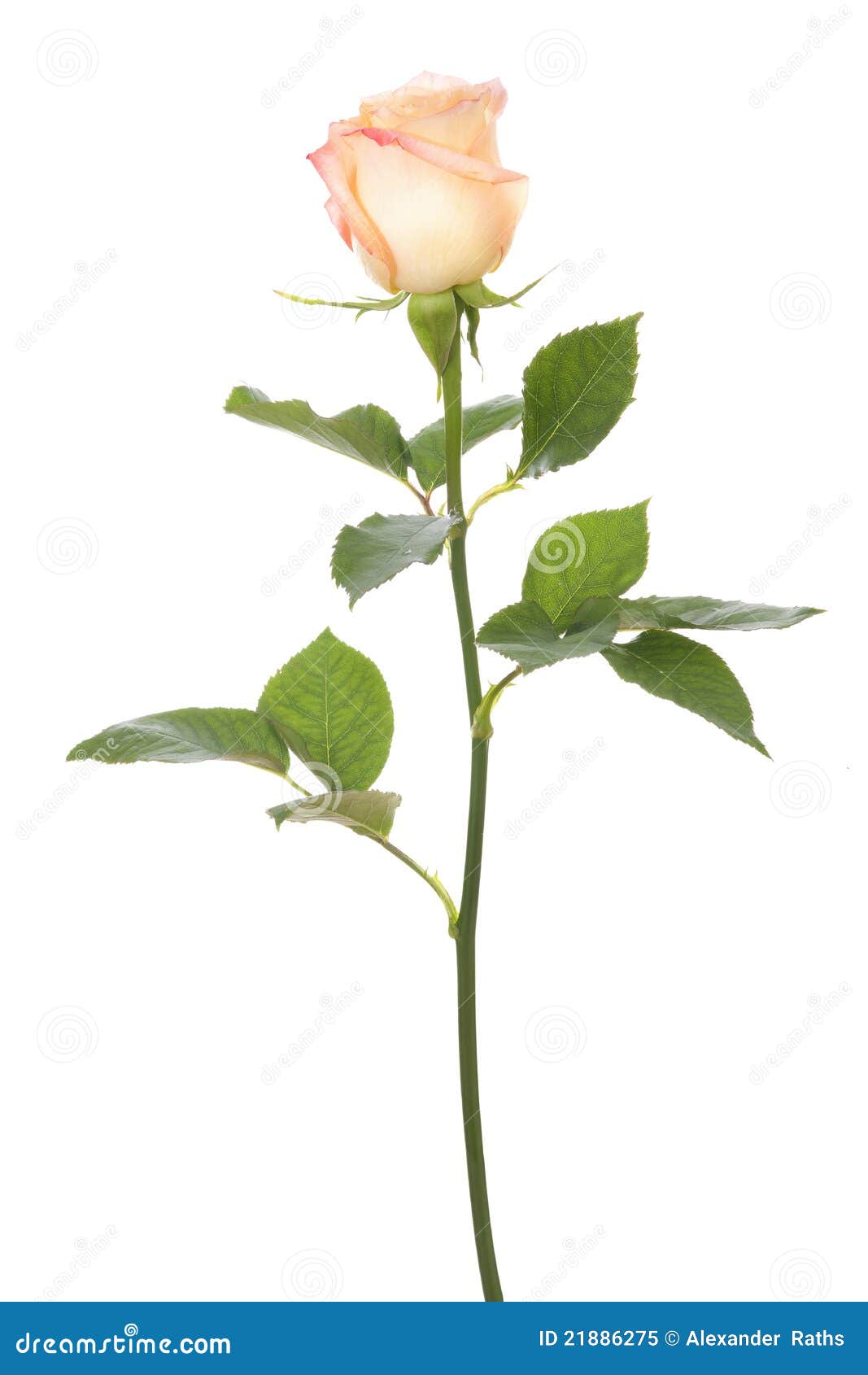 Single rose stock image. Image of fragility, floral, celebration - 21886275