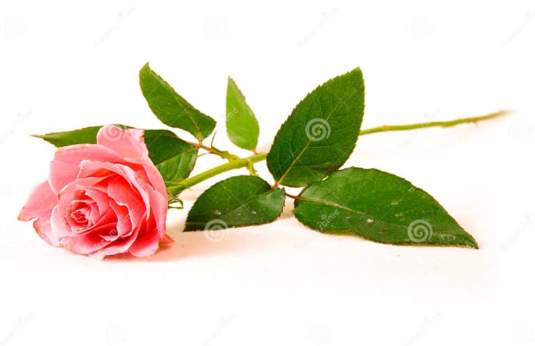 A single rose stock photo. Image of concept, color, background - 4409638