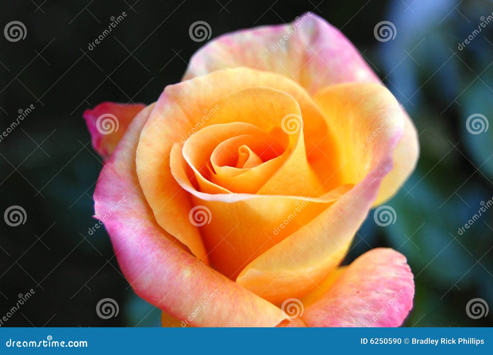 Single rose stock photo. Image of close, love, soft, bouquet - 6250590