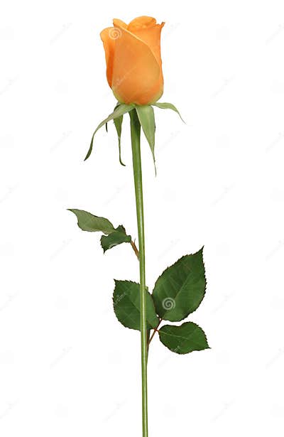 Single rose stock image. Image of petal, flora, bush, perfume - 755731