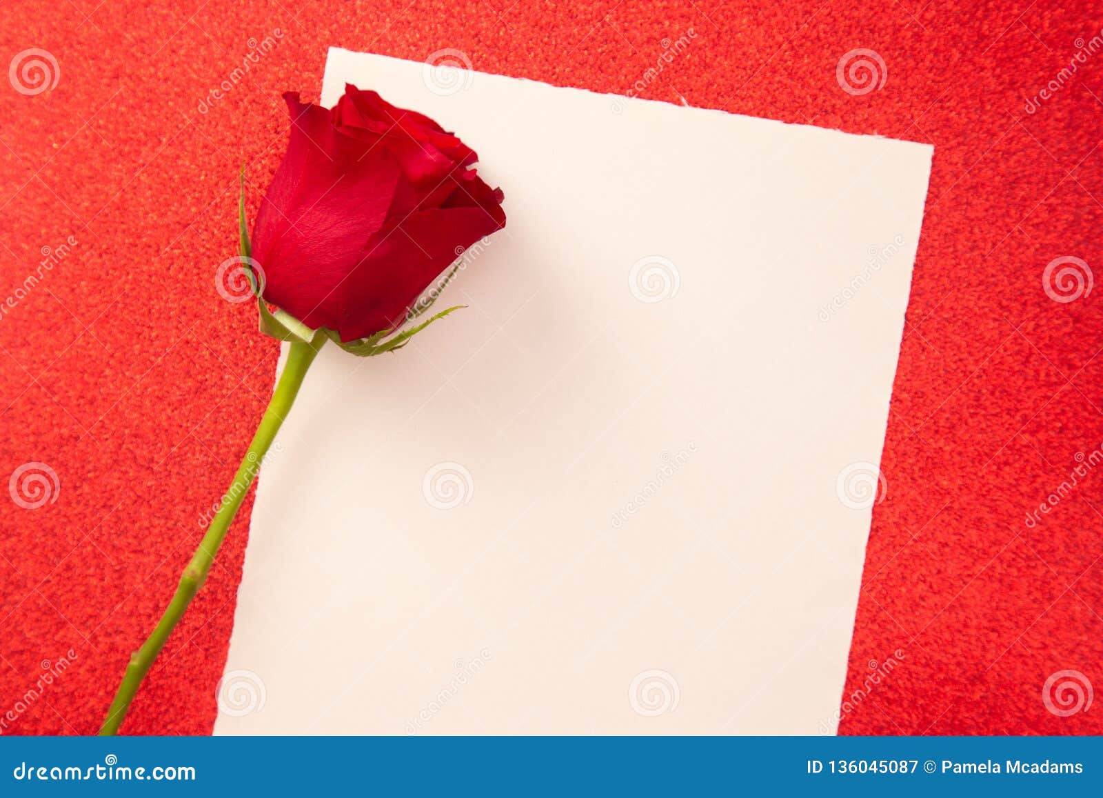 Single Rose with a Blank Page for Writing a Love Note Stock Image ...