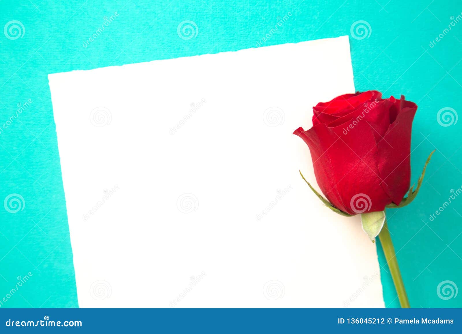 Single Rose with a Blank Page for Writing a Love Note Stock Photo ...