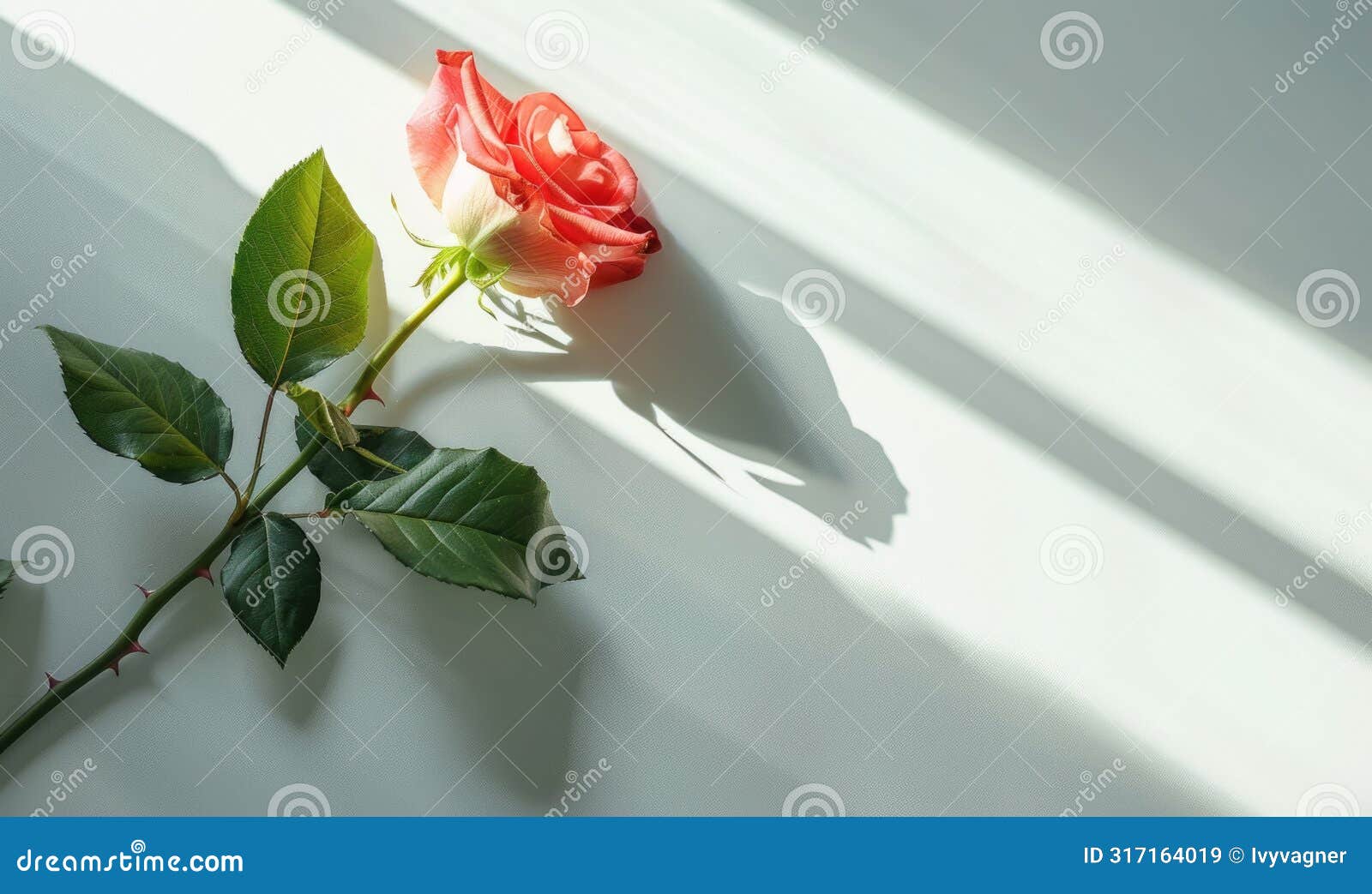 A Single Rose Bloom on a Clean White Backdrop, Casting a Romantic ...