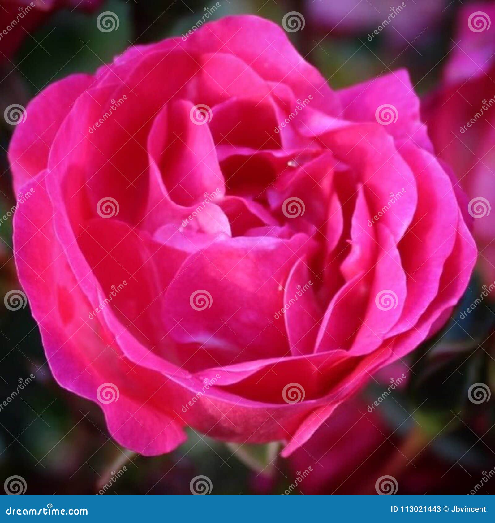 Single Pink Rose Bloom Macro Stock Image - Image of blossom, summer ...