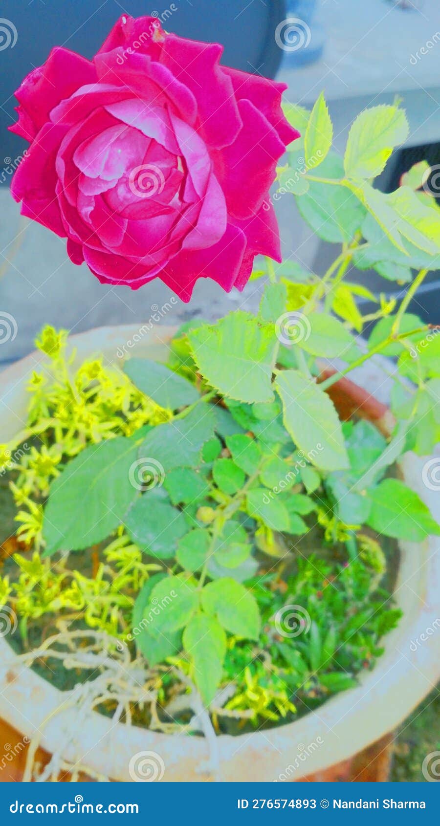 A Single Rose Blooming with Greenery Stock Image - Image of single ...