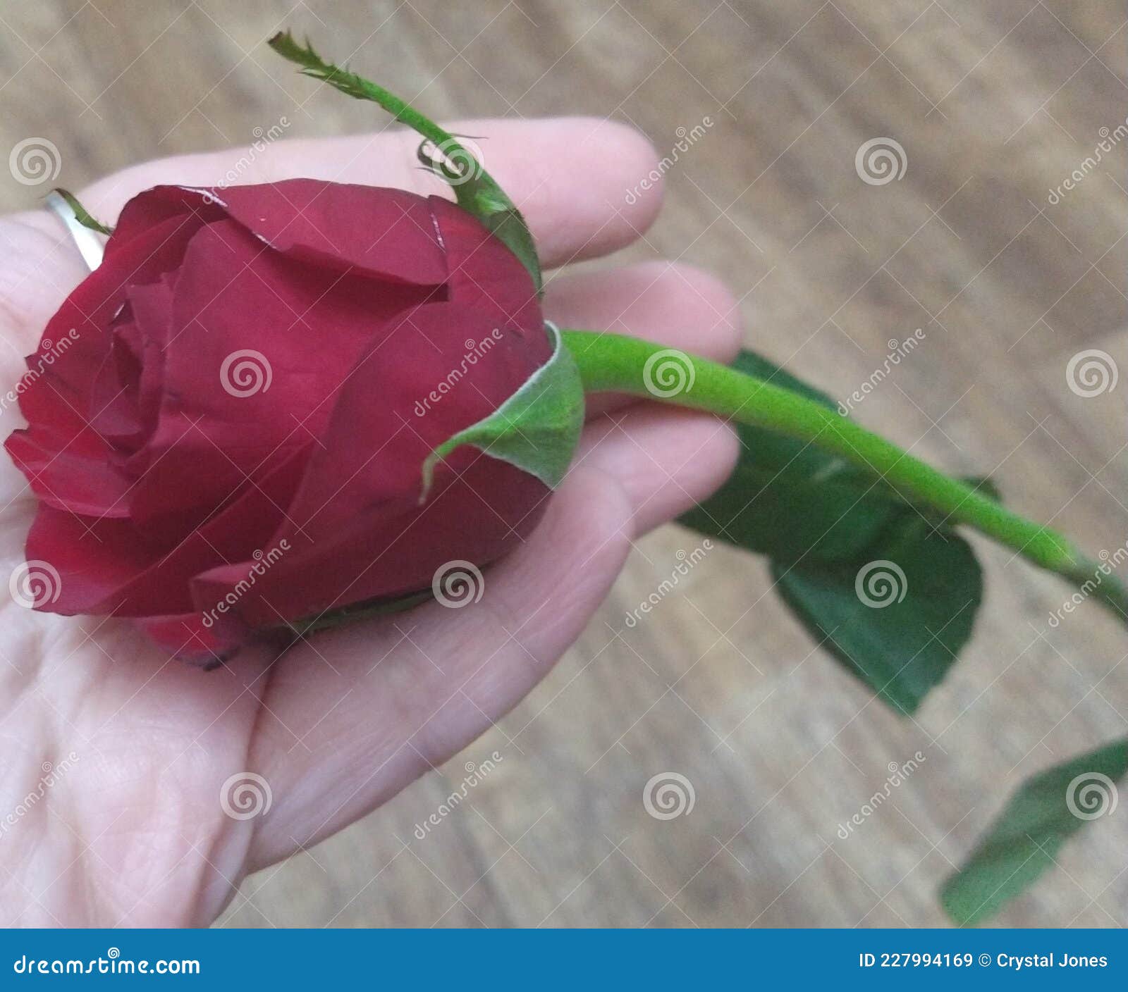 Single rose bud! stock image. Image of plant, food, purple - 227994169