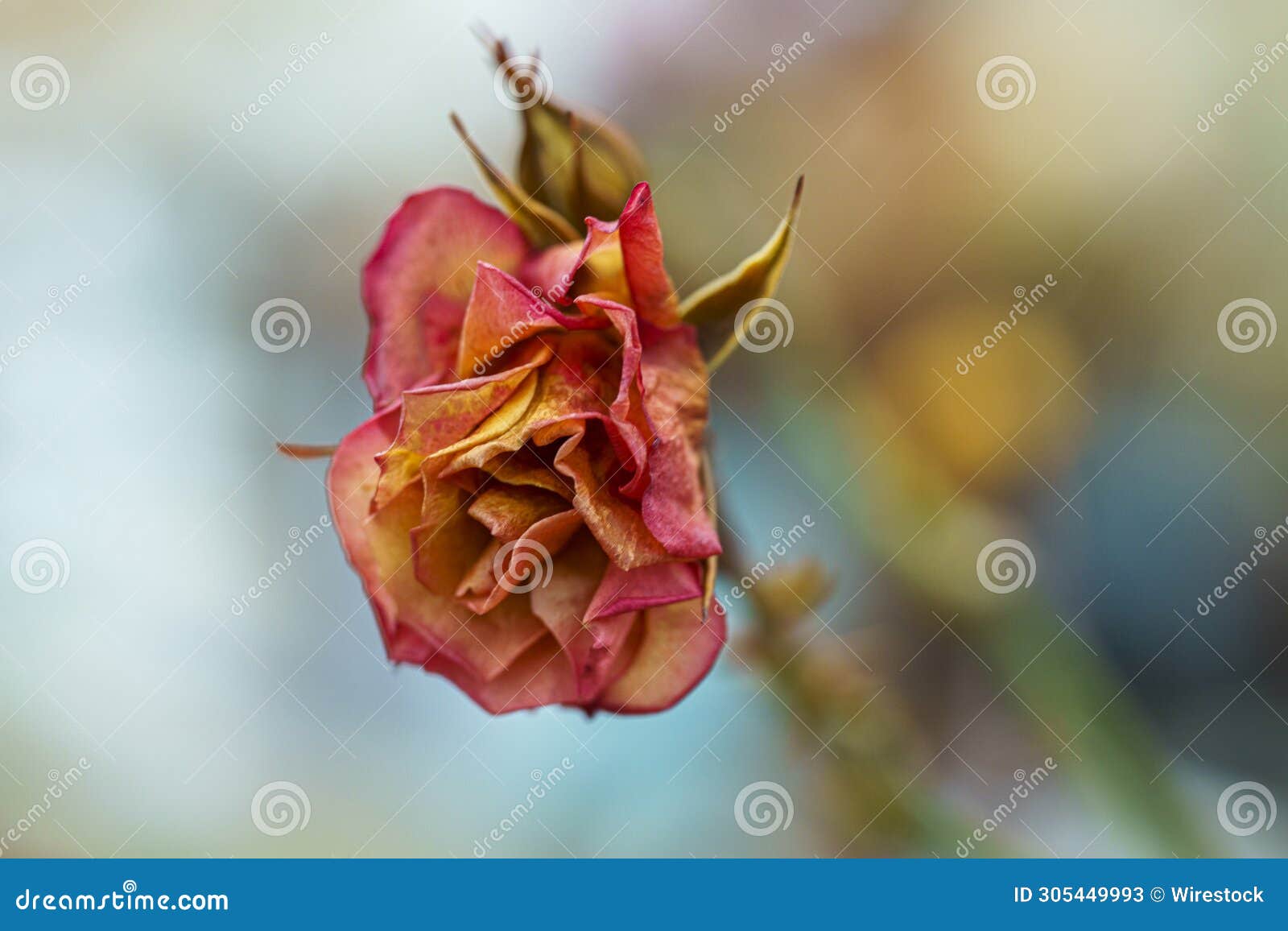 A Single Rose Budding is in Front of Blurred Light Stock Image - Image ...