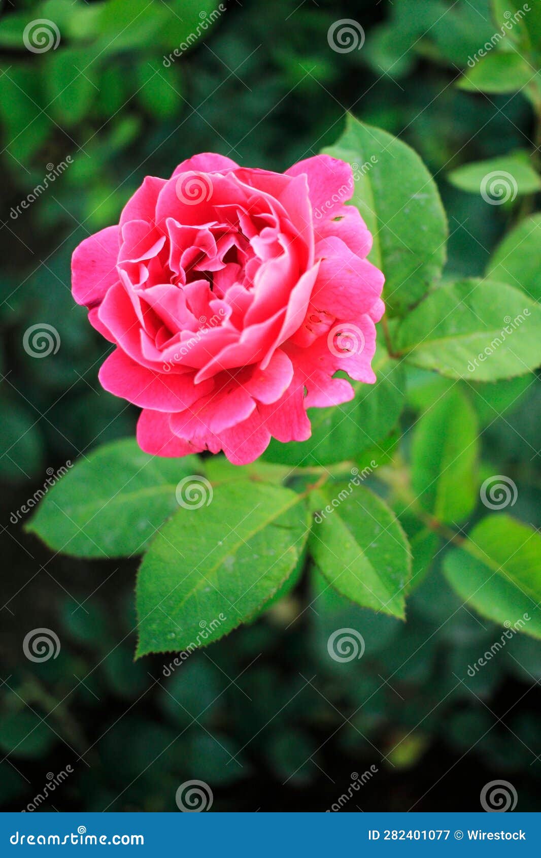 Single Rose Budding in the Middle of a Garden Stock Image - Image of ...