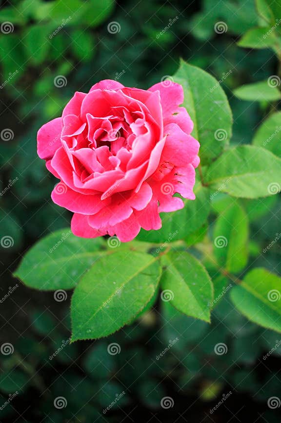 Single Rose Budding in the Middle of a Garden Stock Image - Image of ...