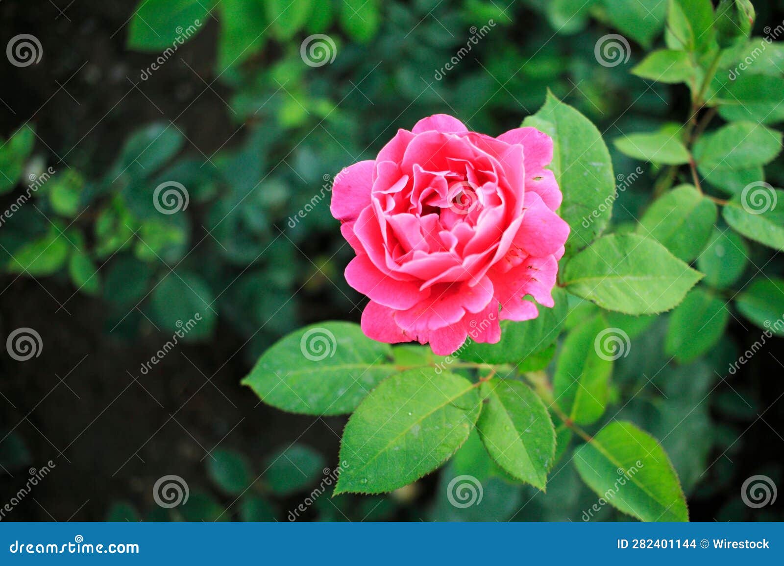Single Rose Budding in the Middle of a Garden Stock Photo - Image of ...