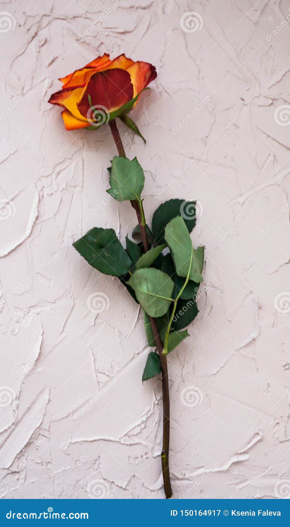 Single Rose on a Colored Background, Front View, Flat View. Beautiful ...