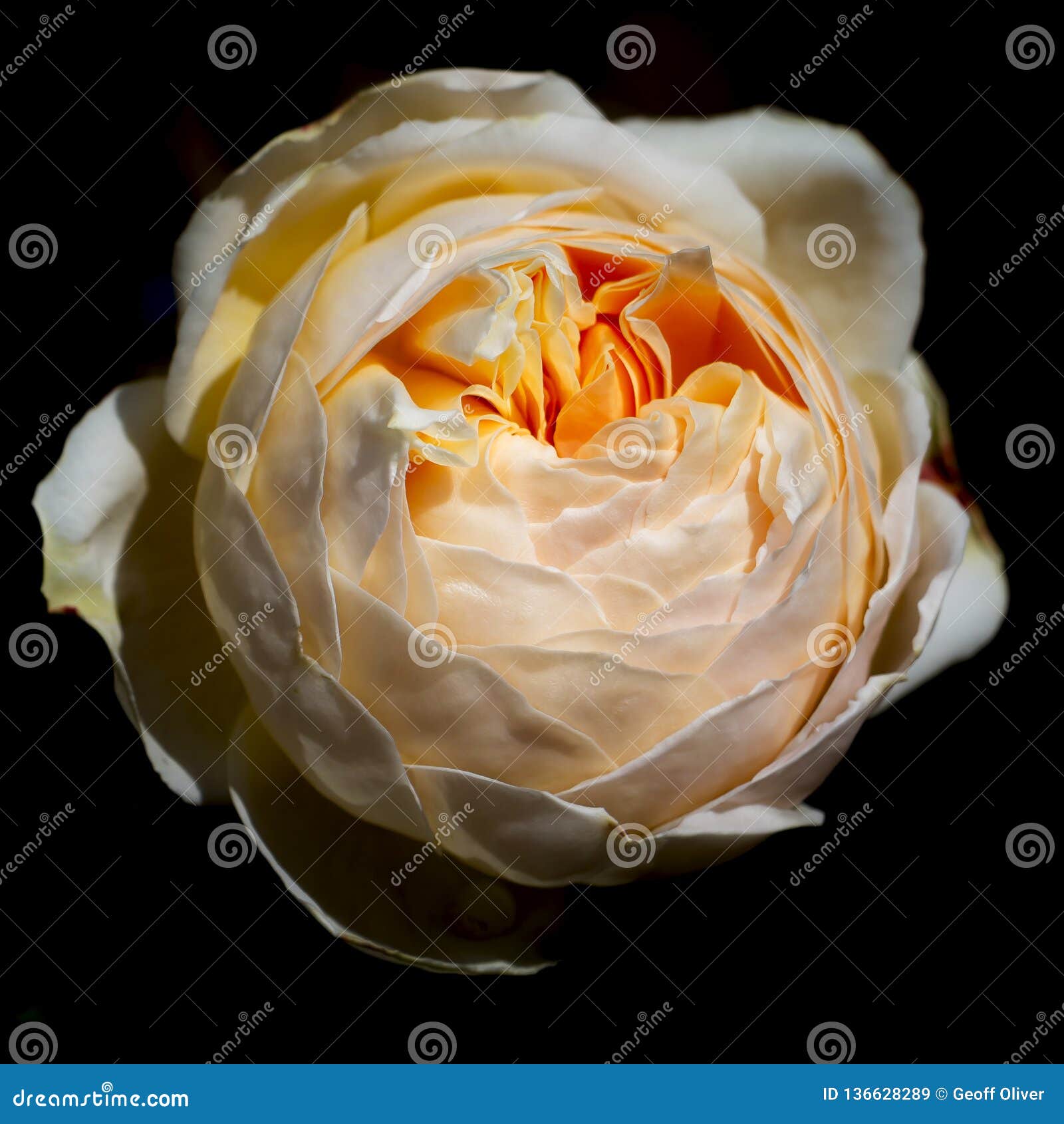 Single rose stock image. Image of agricultural, cream - 136628289