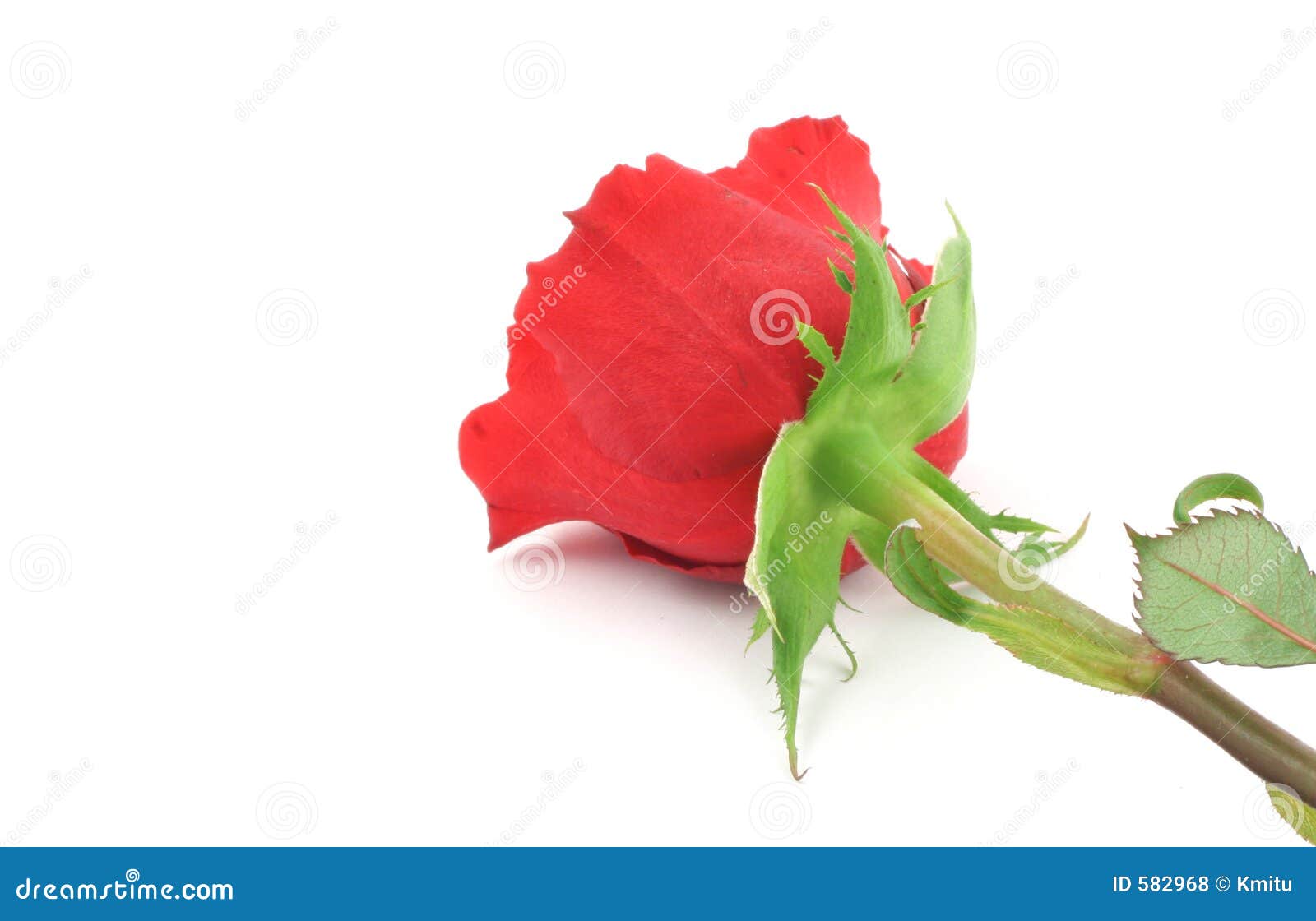 Single Rose from a Different Angle #2 Stock Photo - Image of details ...