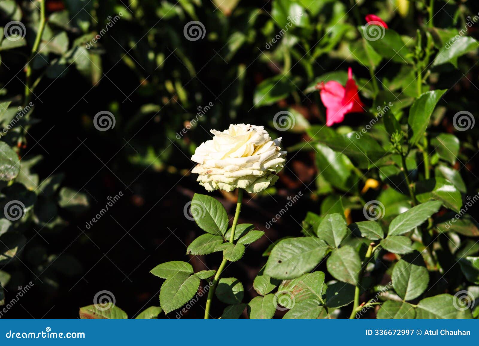 Single Rose Flower between Green Leaves Stock Image - Image of ...