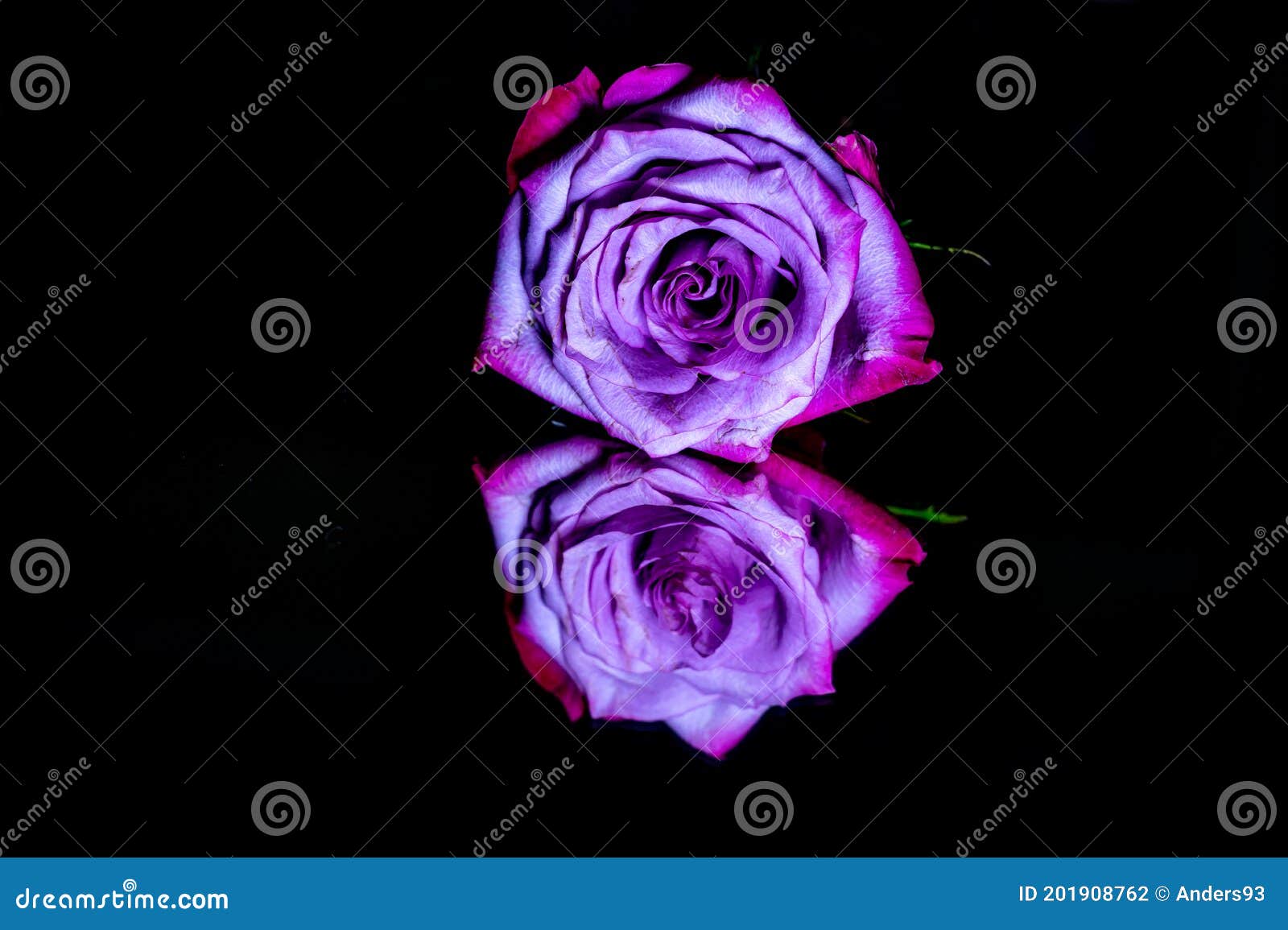 Single Rose Flower with Reflection Stock Photo - Image of pattern ...