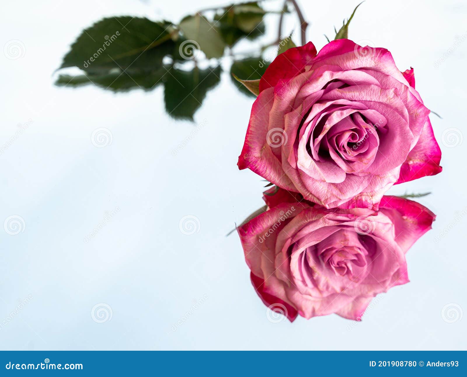 Single Rose Flower with Reflection Stock Photo - Image of closeup ...