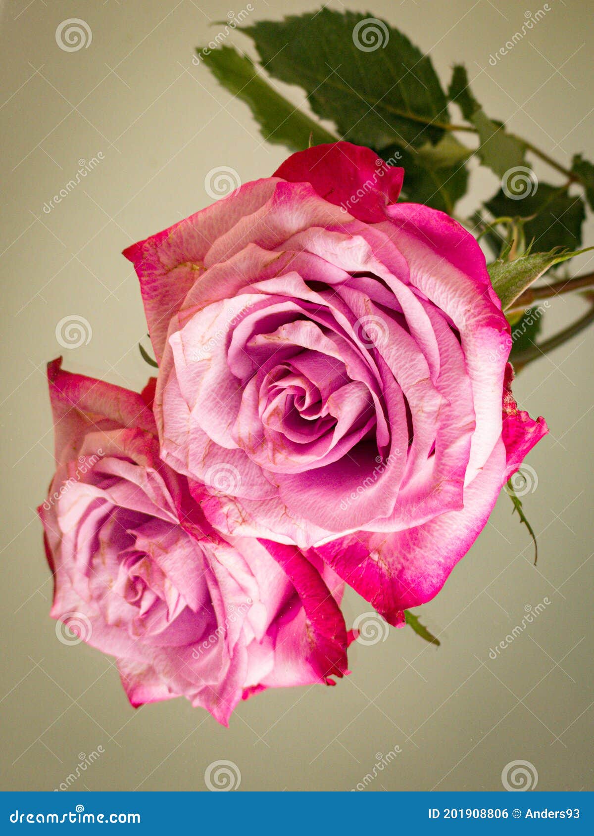 Single Rose Flower with Reflection Stock Photo - Image of bouquet ...