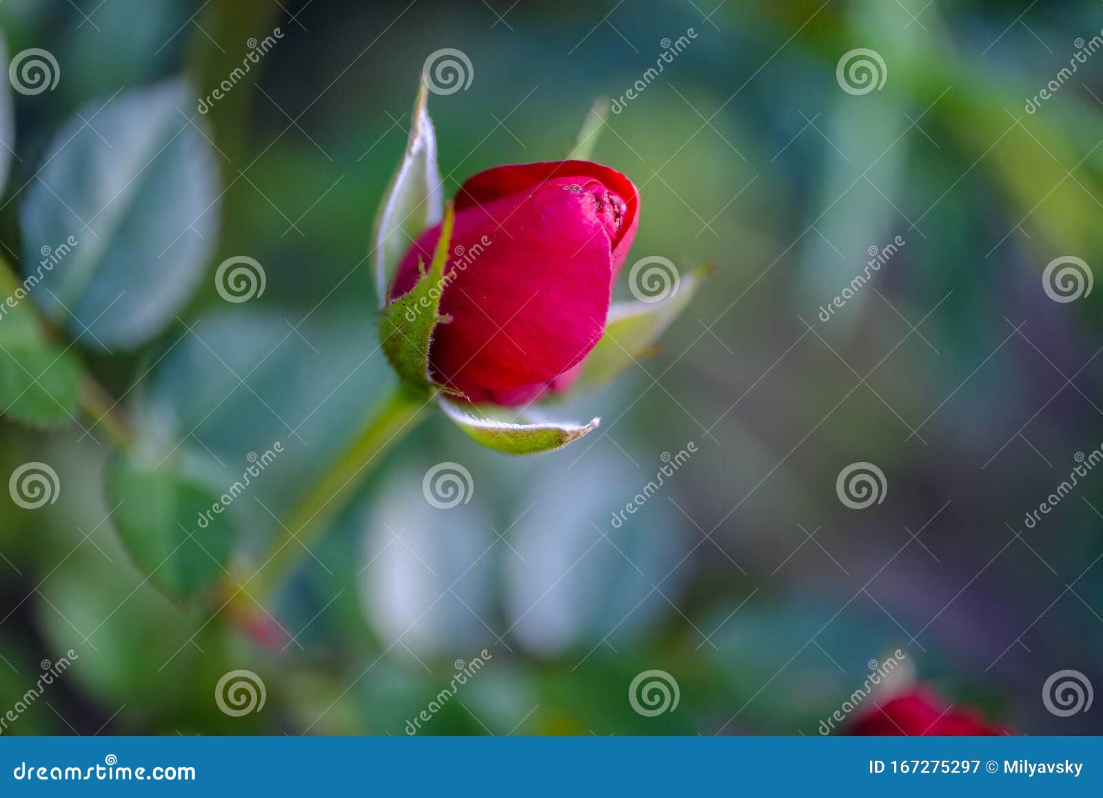 Single Rose Flower, Small and Beautiful Stock Image - Image of blur ...