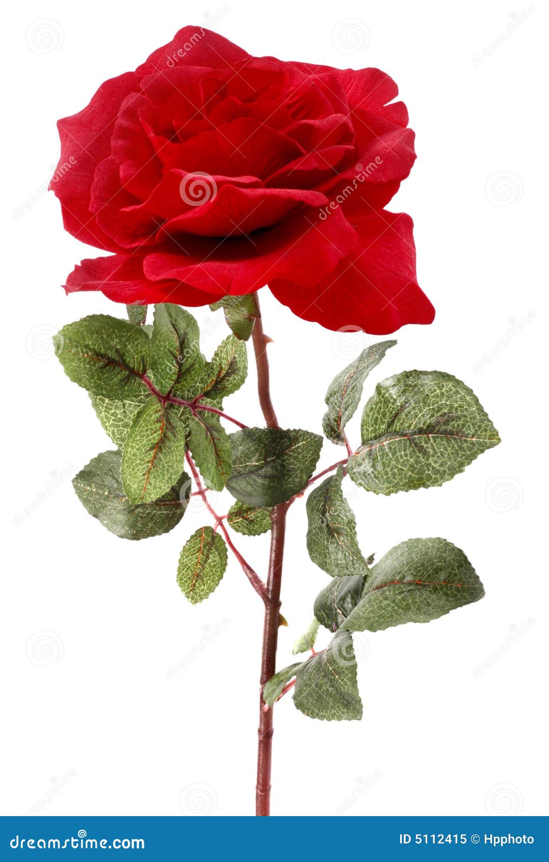 Single rose isolated stock image. Image of gift, isolated - 5112415