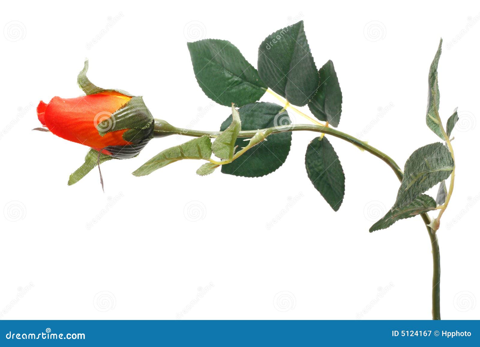 Single rose isolated stock image. Image of holiday, beauty - 5124167