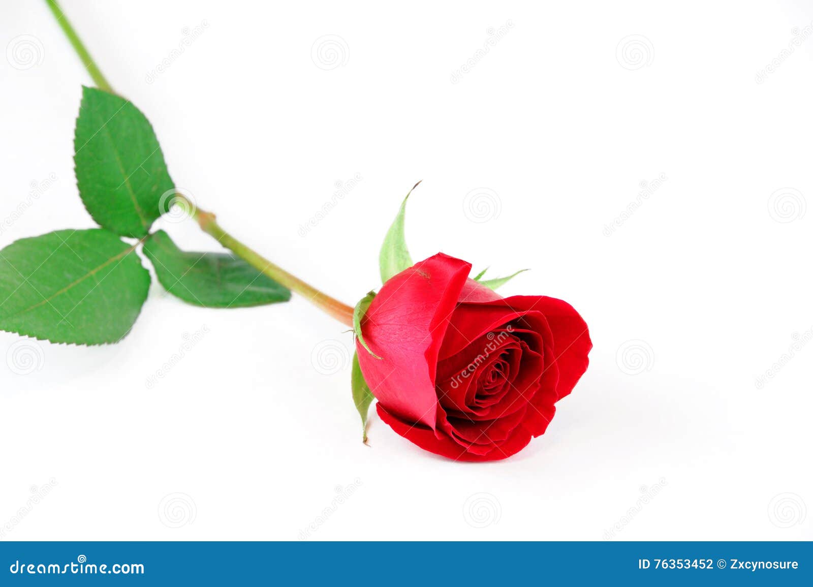 Single Rose Laying on White Background Stock Photo - Image of laying ...