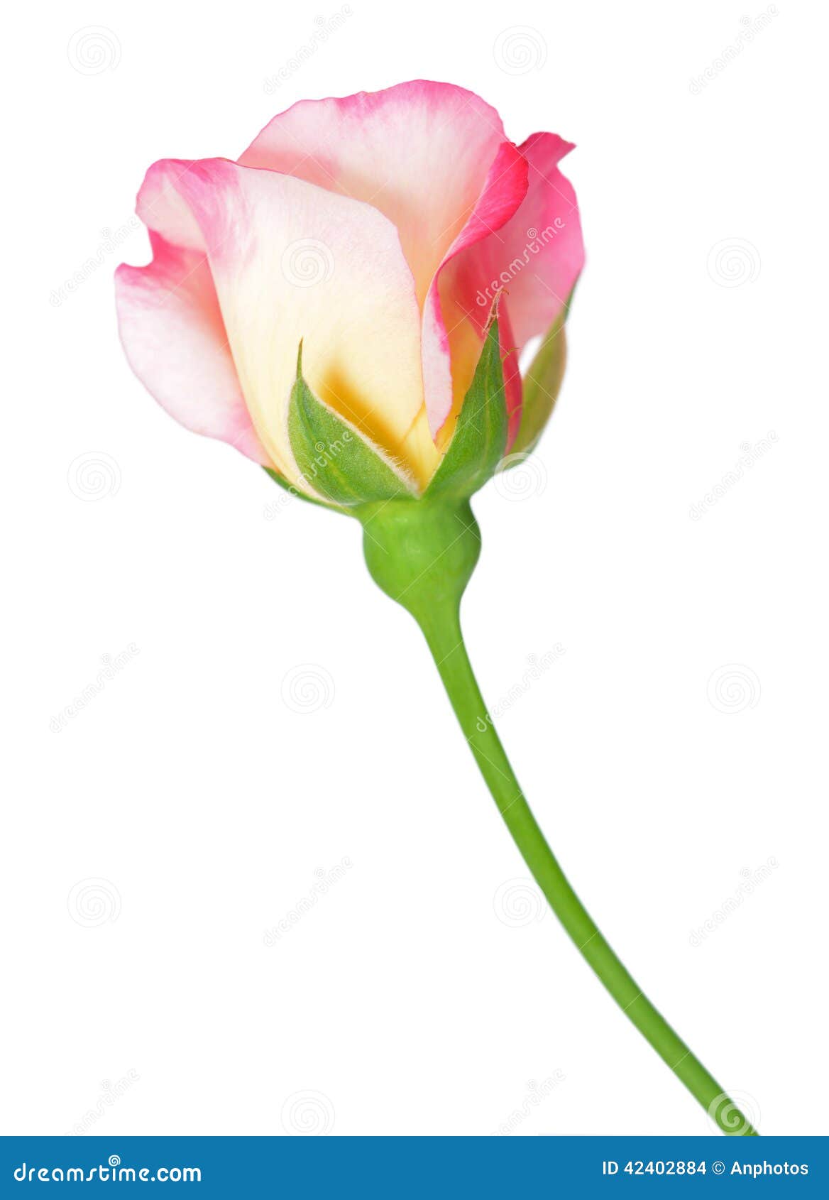 Single rose stock photo. Image of bloom, leaf, decorate - 42402884