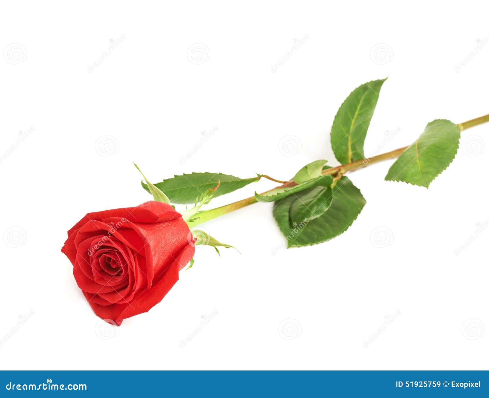 Single Rose Over the White Surface Stock Image - Image of garden ...