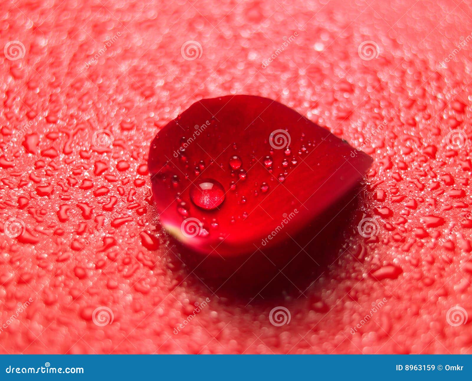 Single rose petal stock image. Image of softness, aromatherapy - 8963159