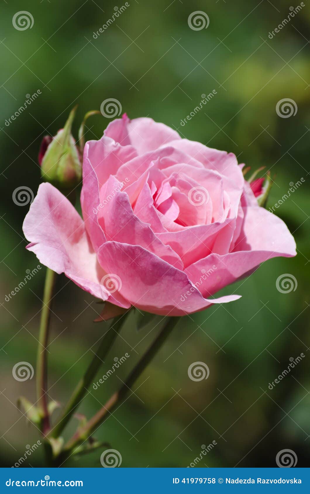 Single Rose stock photo. Image of summer, garden, nature - 41979758