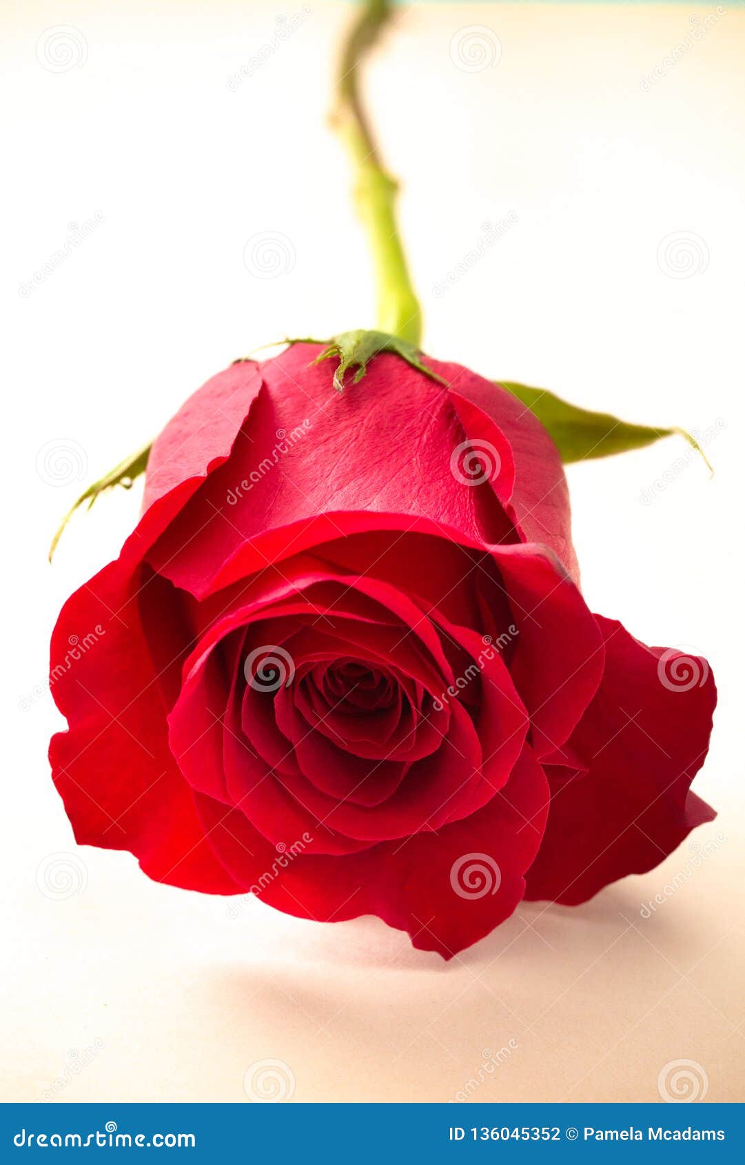 Single Rose on a Piece O Antiqued Paper Stock Photo - Image of space ...