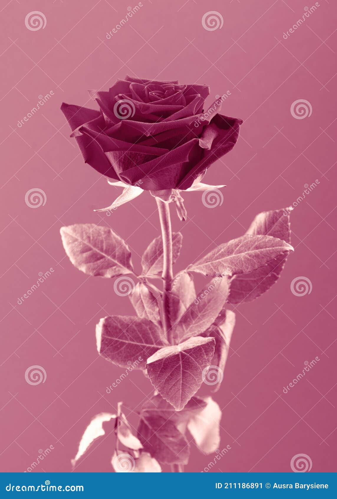 Monochromatic Rose Pink Makeup Texture. Royalty-Free Stock Image ...