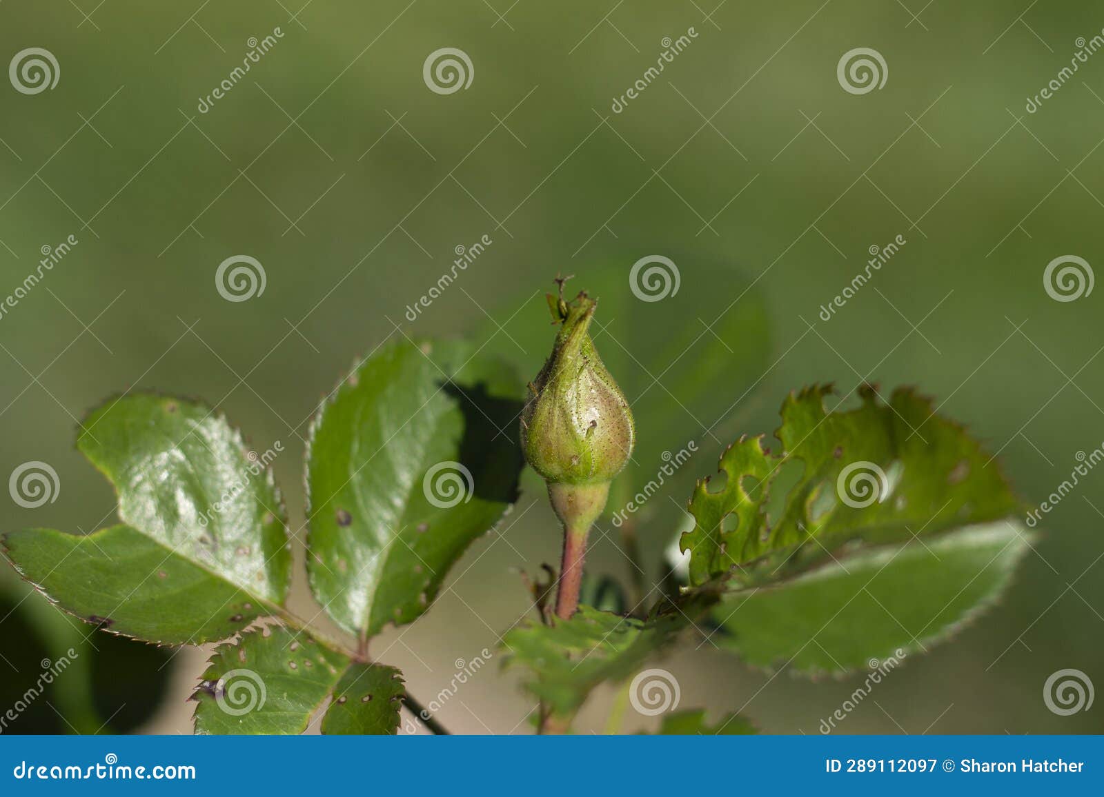 Single Rose Pod Basking in the Sun Stock Image - Image of nature ...