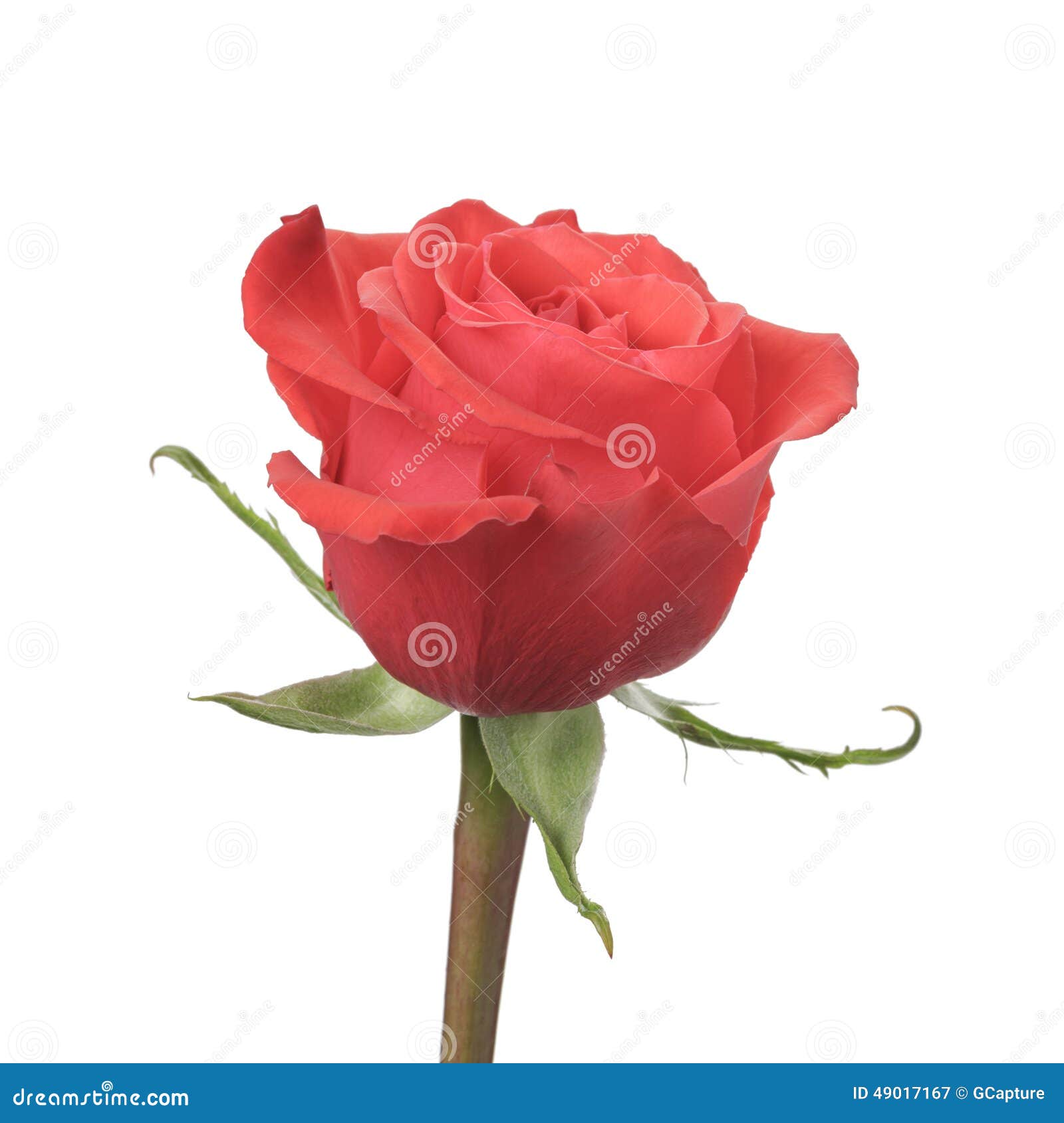 Single Rose Rose Isolated on White Background Stock Image - Image of ...