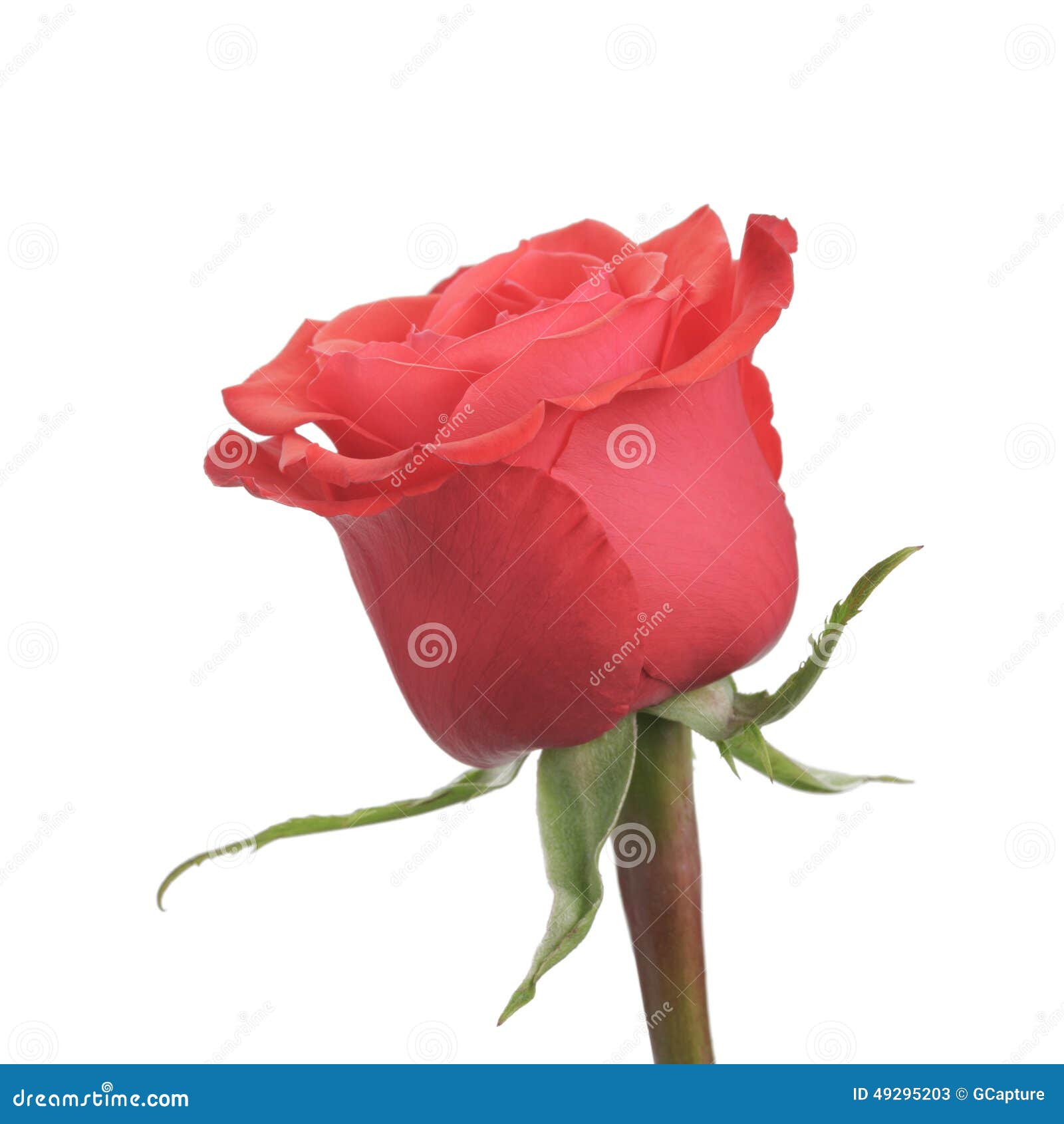 Single Rose Rose Isolated on White Background Stock Image - Image of ...