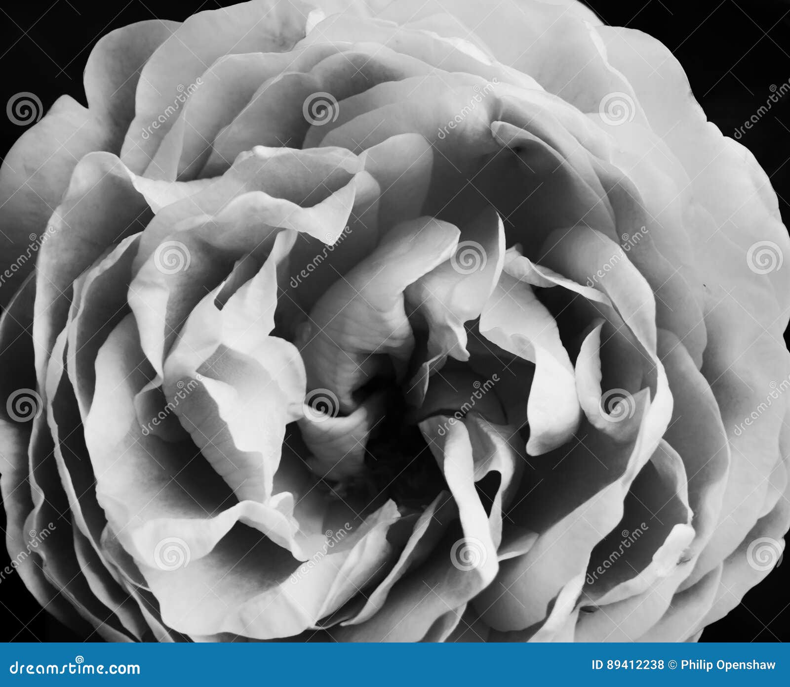 Single rose in shadow stock photo. Image of affection - 89412238